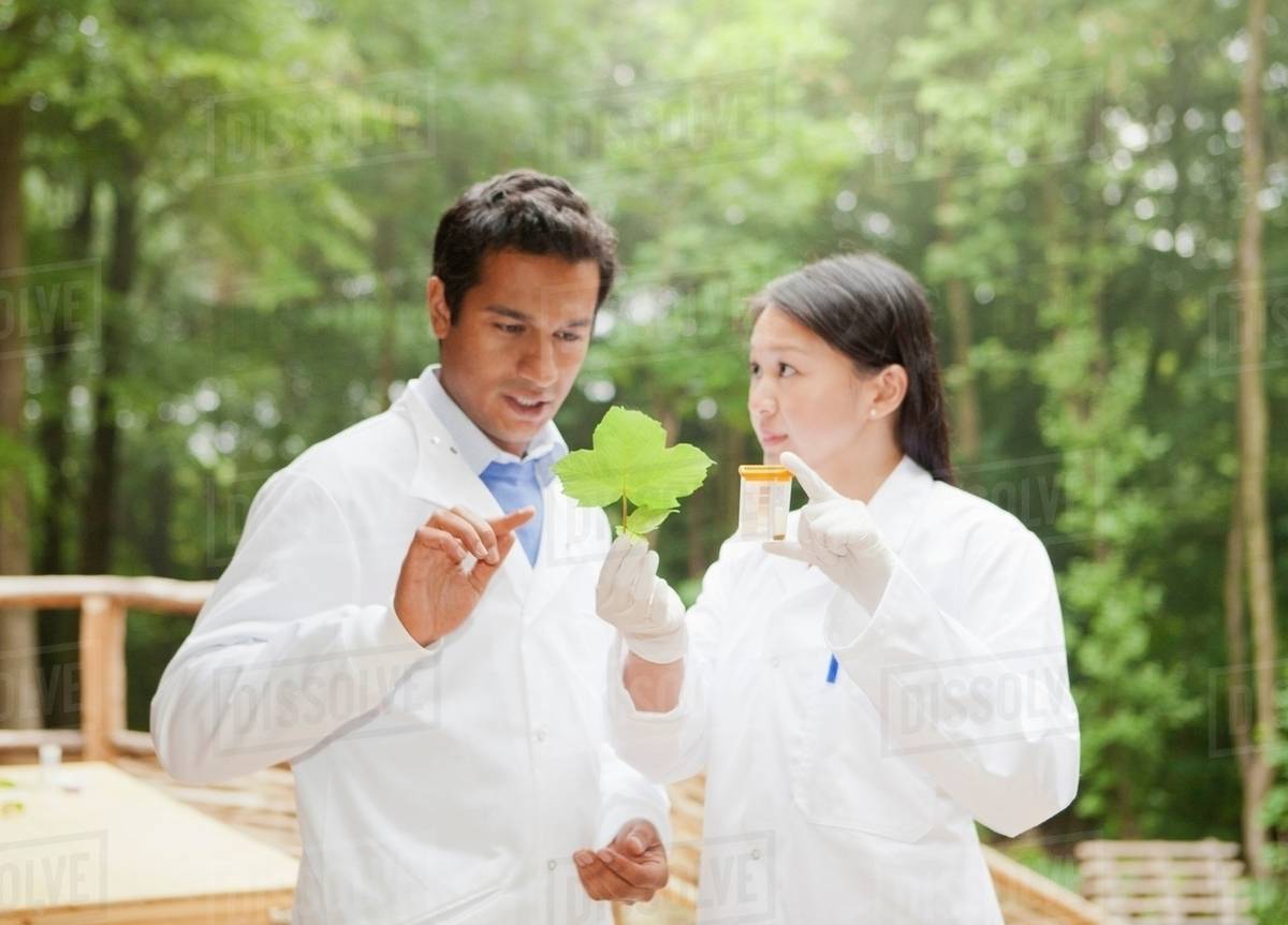 Scientists examining leaf outdoors - Royalty-free Stock Photo | Dissolve