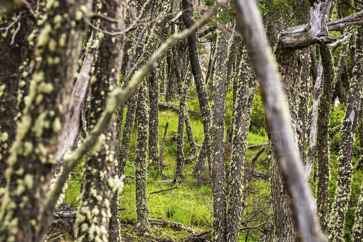 Lichen on forest tree trunks in Los Glaciares National Park, Patagonia ...