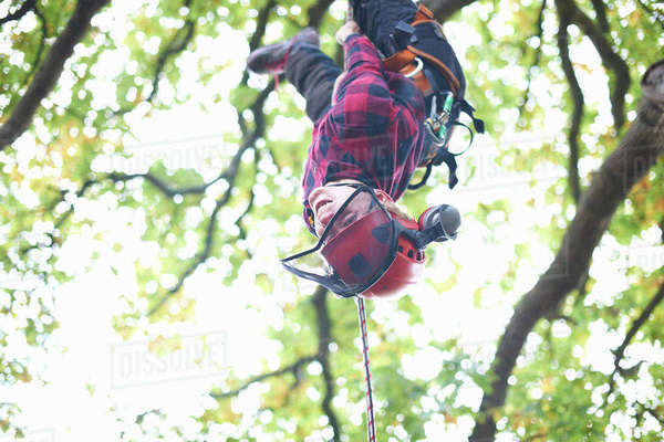 Trainee teenage male tree surgeon hanging upside down from tree branch ...