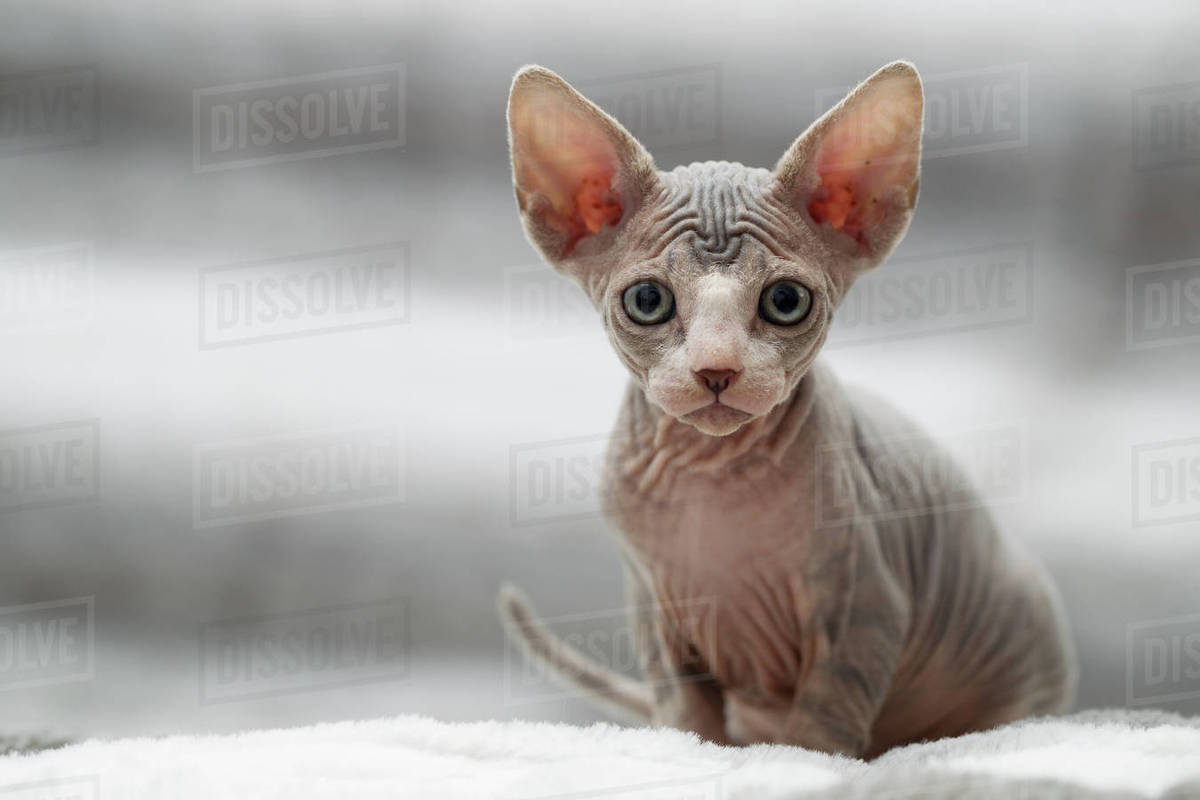 Animal portrait of sphynx cat looking at camera - Royalty-free Stock ...