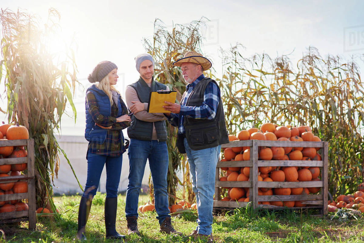 Farmers working at pumpkin farm - Royalty-free Stock Photo | Dissolve