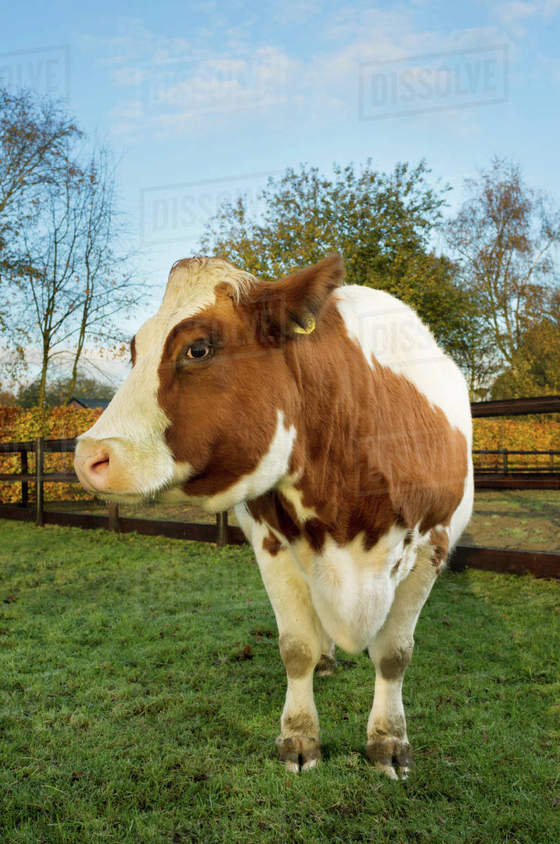 Portrait of domestic cow in field, close-up - Stock Photo - Dissolve