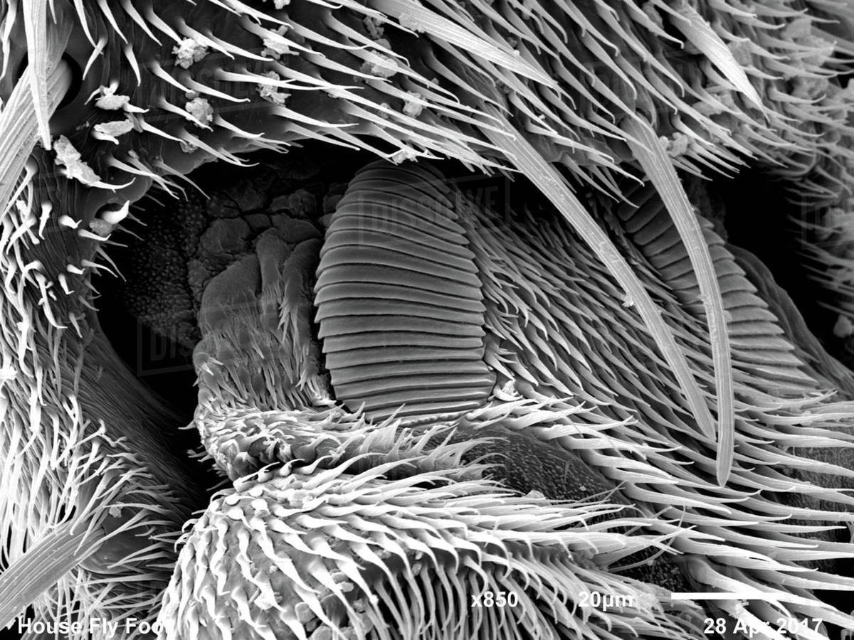 Foot of house fly (Muscidae) imaged in a scanning electron microscope ...