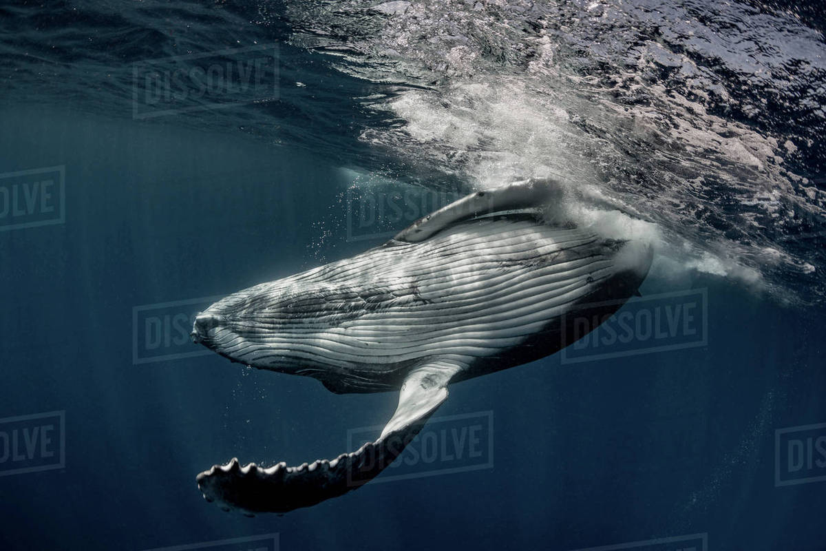 Humpback whale (Megaptera novaeangliae) in the waters of Tonga ...