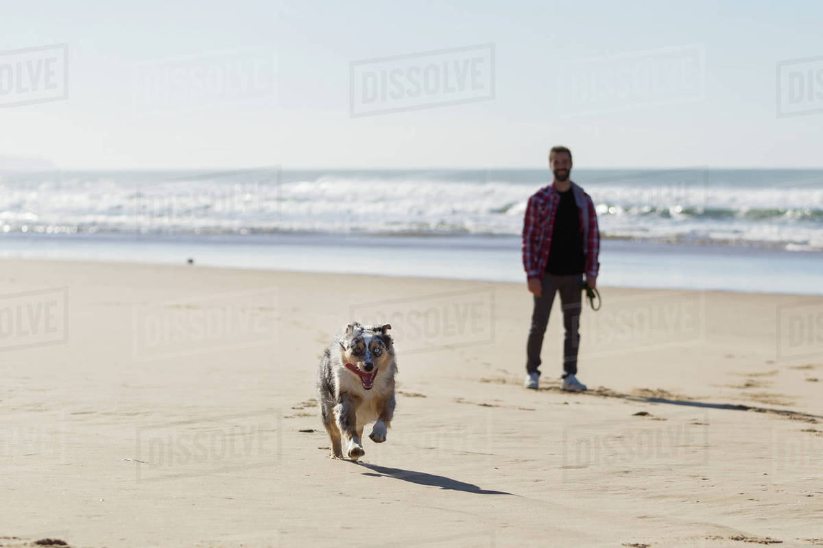 Man watching his dog run on beach - Royalty-free Stock Photo | Dissolve