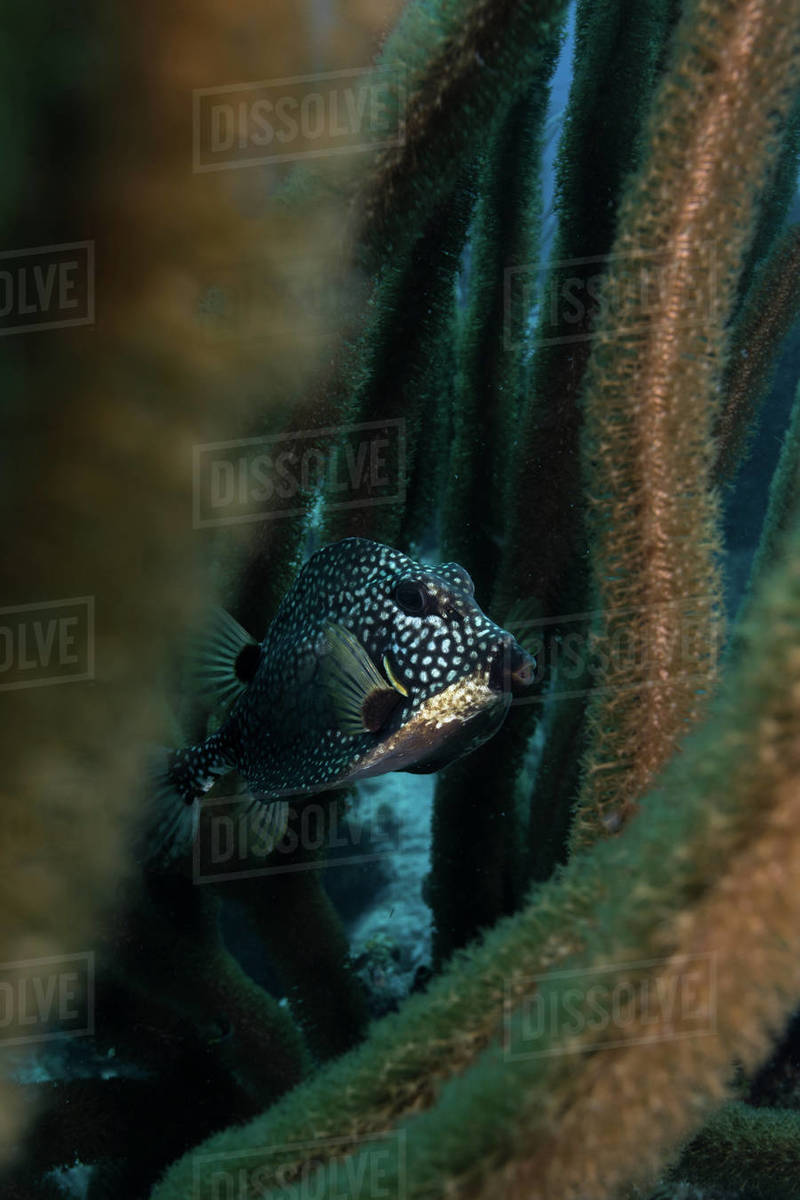 Fish in coral reef, Chinchorro Banks, Xcalak, Quintana Roo, Mexico ...