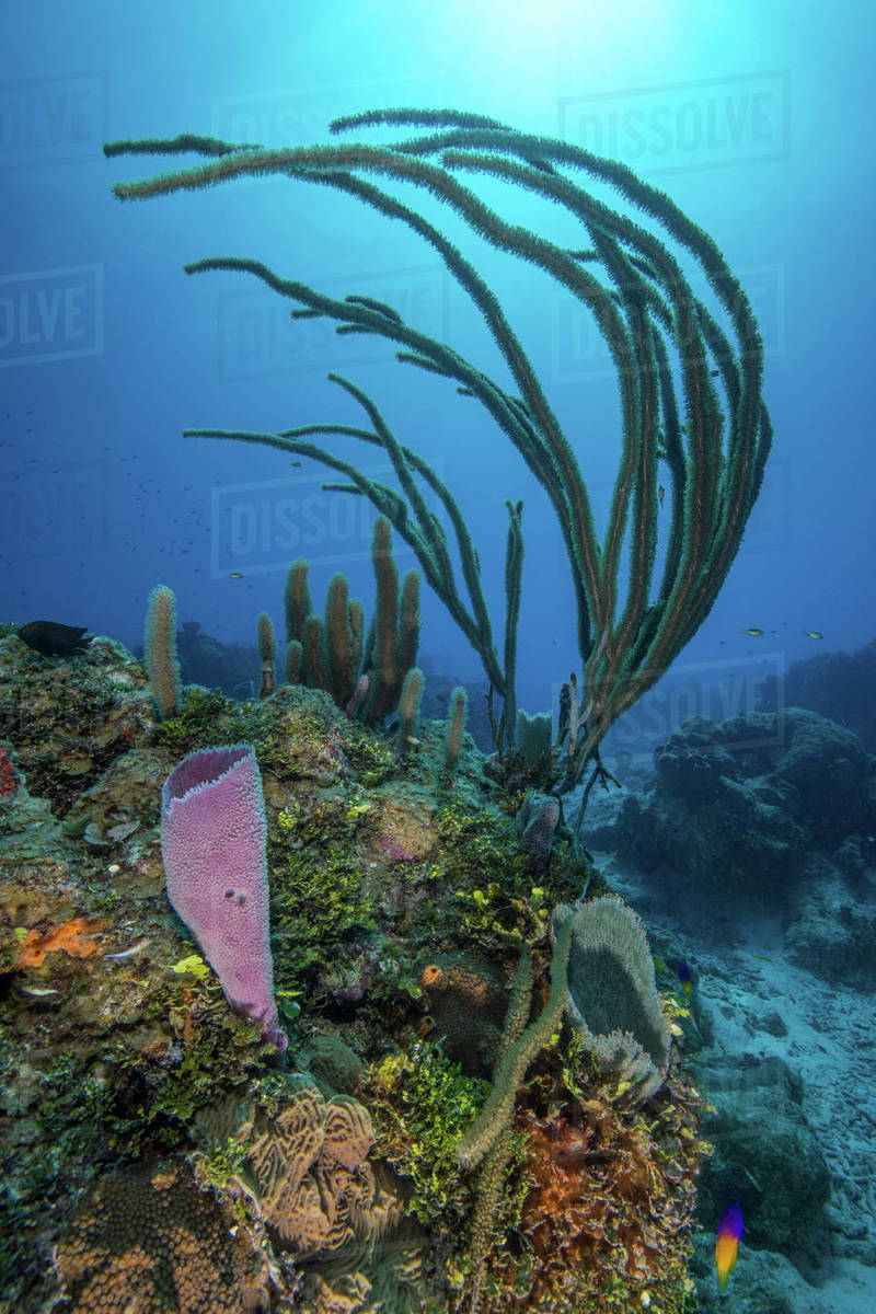 Reef landscape, Chinchorro Banks, Xcalak, Quintana Roo, Mexico ...