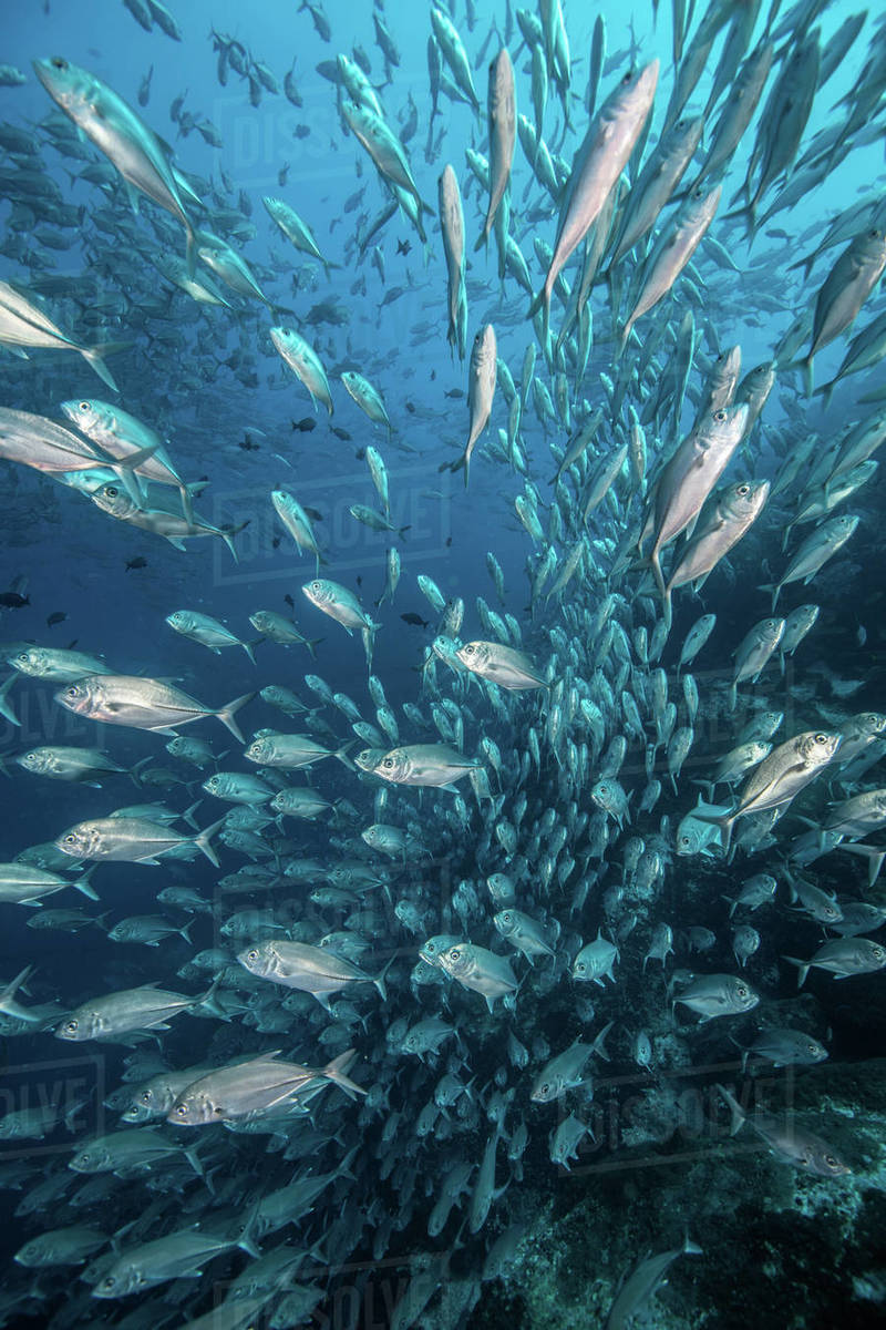 School of jack fish, Puntarenas, Costa Rica - Royalty-free Stock Photo ...