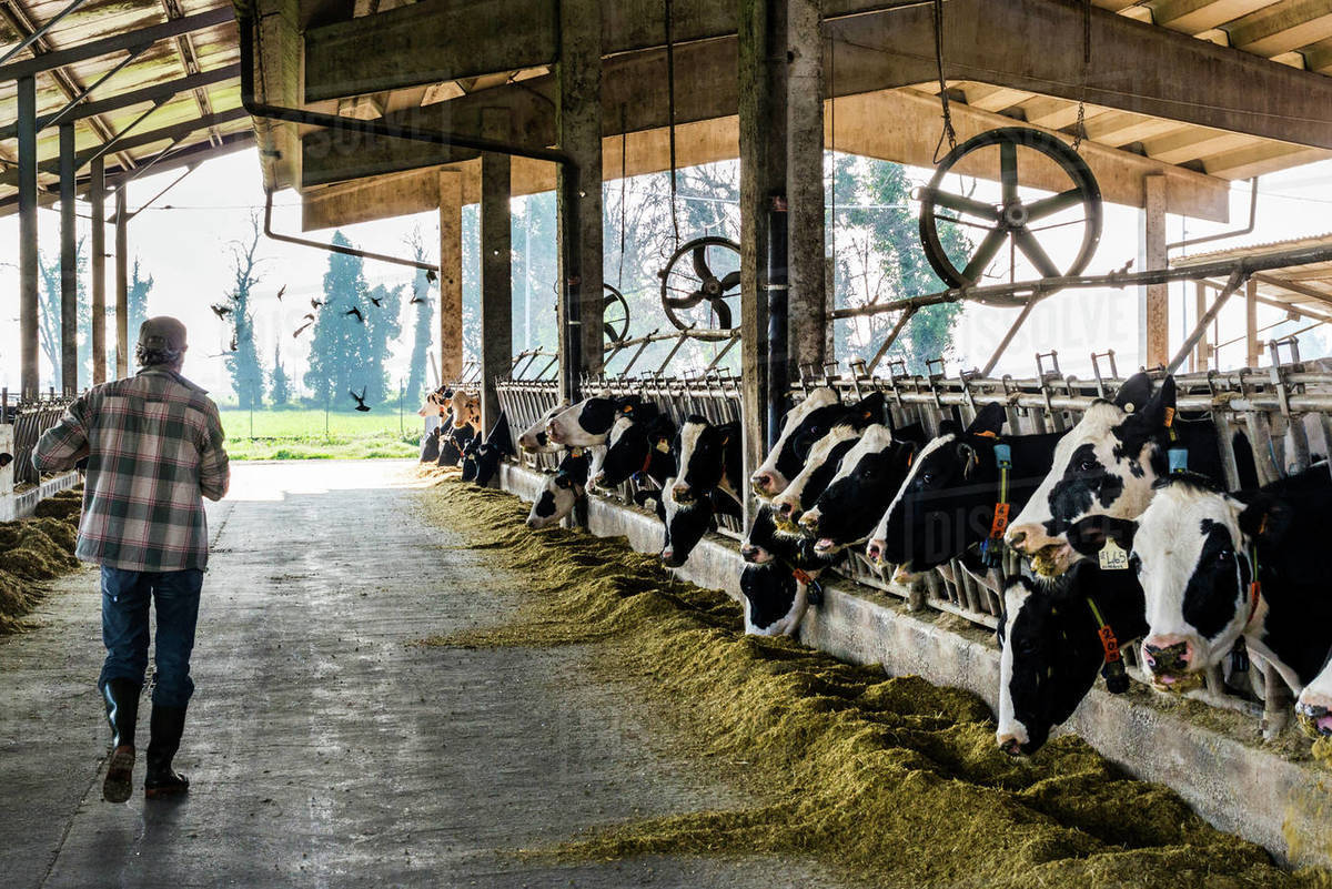 Dairy Farm Images Hd Free - Infoupdate.org