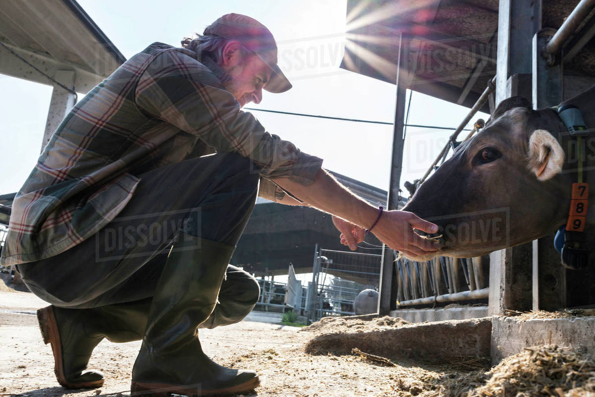 Dairy farm worker checking wellbeing of his cows - Royalty-free Stock ...
