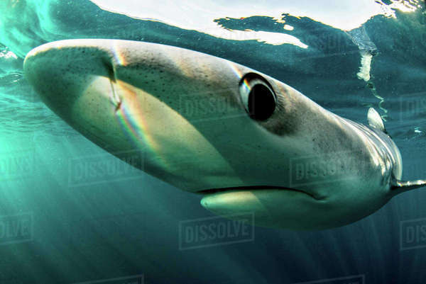 Blue sharks (Prionace glauca), swimming underwater, close-up, Baltimore ...
