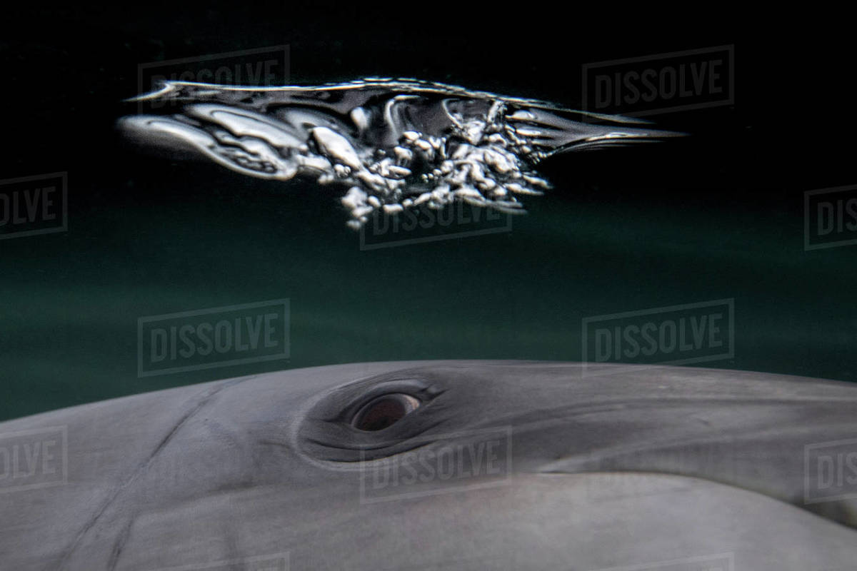 Detail of Bottlenose dolphin's eye, close-up, underwater view - Stock ...