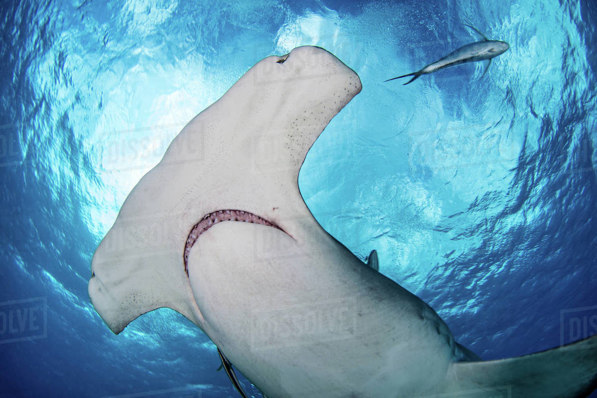 Great hammerhead shark, Alice Town, Bimini, Bahamas - Royalty-free ...