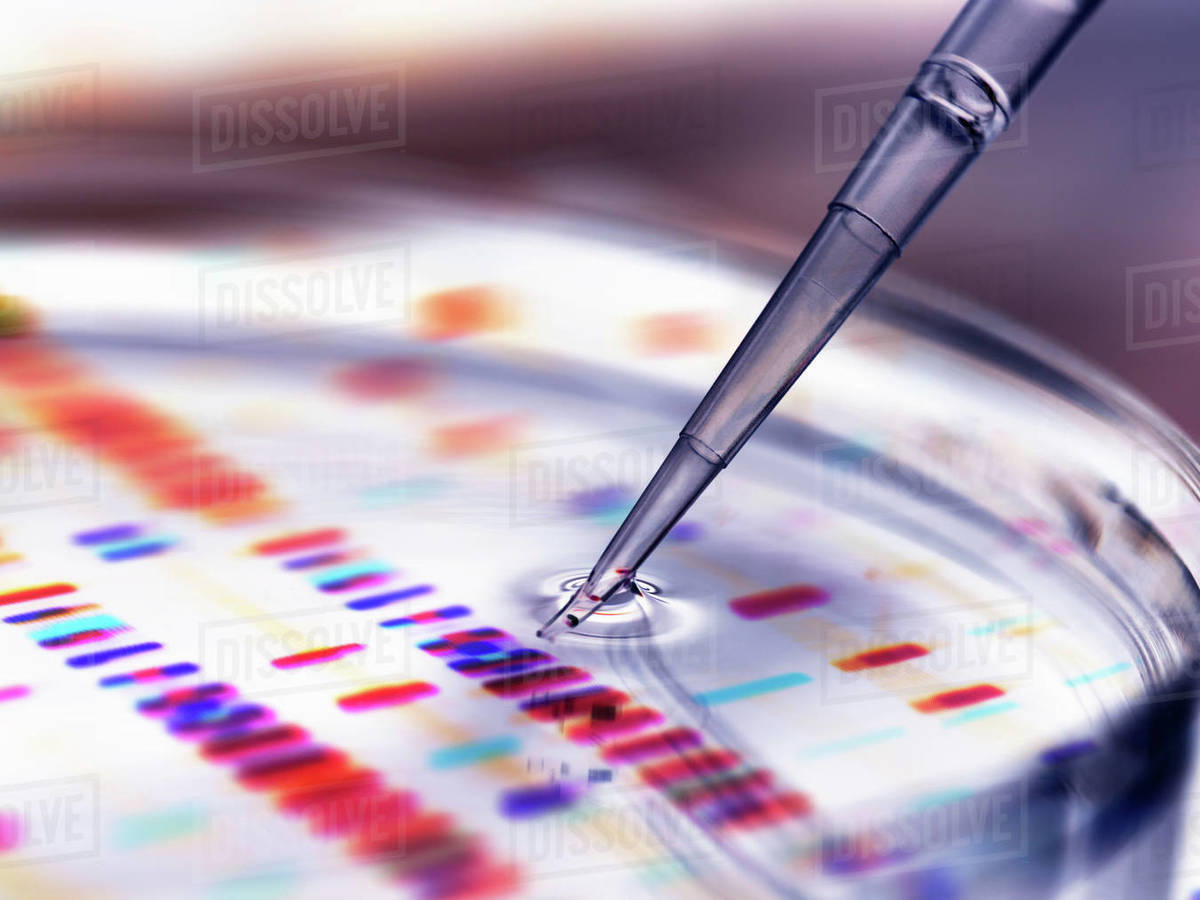 Pipette adding sample to petri dish with DNA profiles in background ...