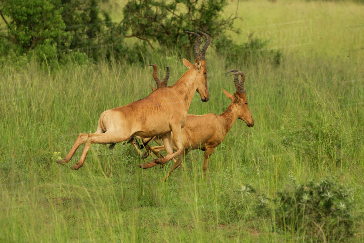 Jackson's Hartebees (Alcelaphus buselaphus), Antelope, Murchison Falls ...