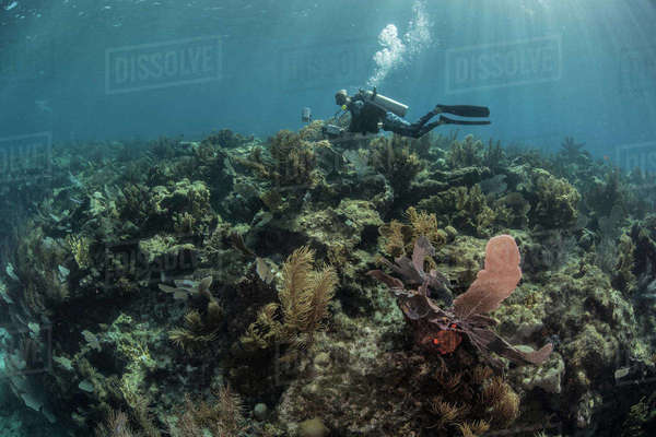 Diver exploring reef life, Alacranes, Campeche, Mexico - Royalty-free ...