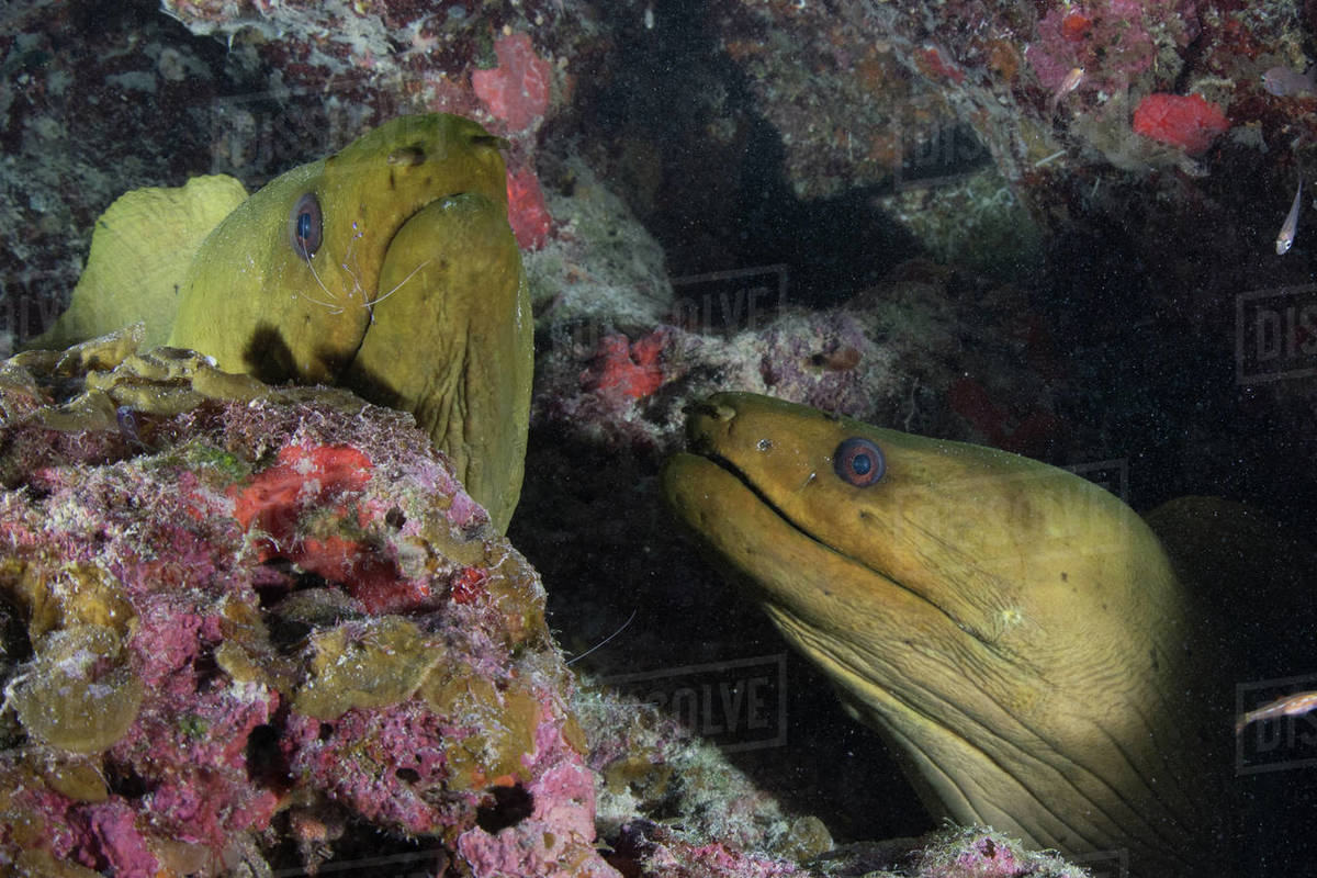 Reef life, Alacranes, Campeche, Mexico - Royalty-free Stock Photo ...