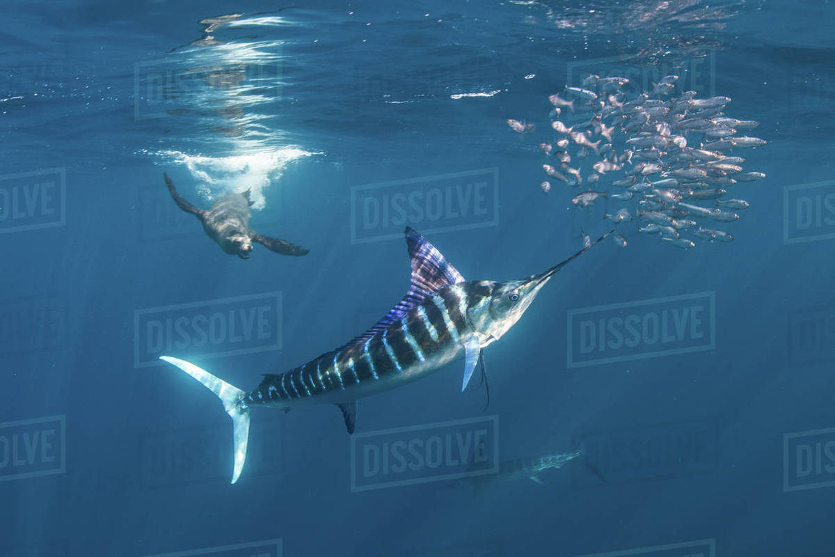 Striped marlin hunting mackerel and sardines, joined by sea lion ...