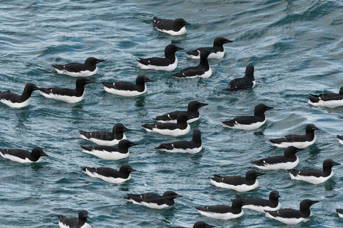 Bruennich's guillemots (uria lomvia) in arctic ocean, Alkefjellet ...