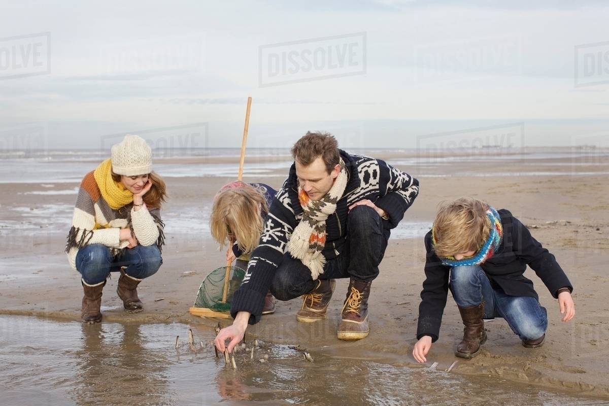 Mid adult parents with son and daughter searching for seashells on ...