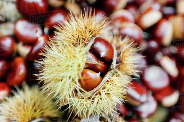Chestnuts, some in prickly casing - Royalty-free Stock Photo | Dissolve
