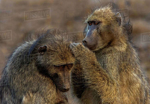 Chacma baboons grooming each other, Kruger National park, South Africa ...