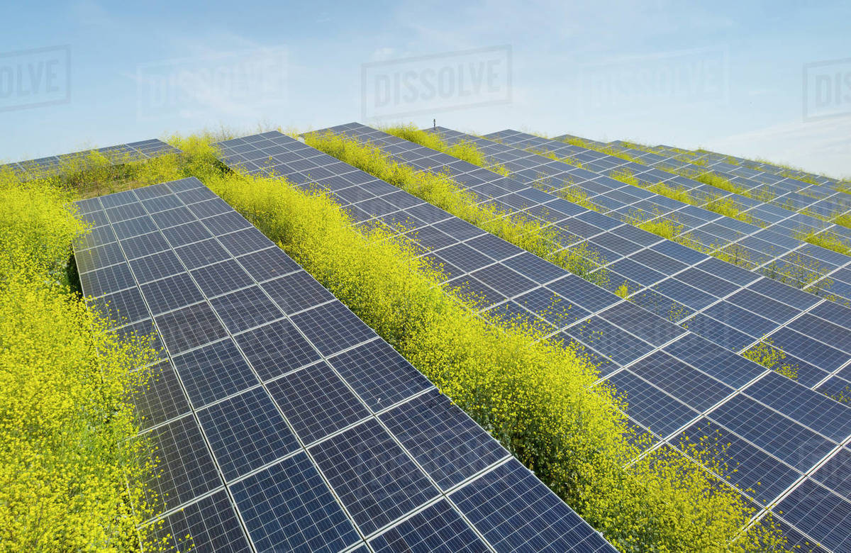 Solar panels surrounded by mustard plants at solar farm, Geldermalsen ...
