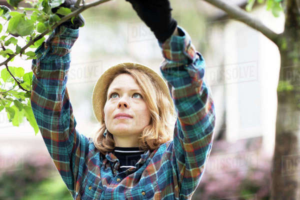 Mid adult woman pruning tree in her garden, shallow focus - Stock Photo ...