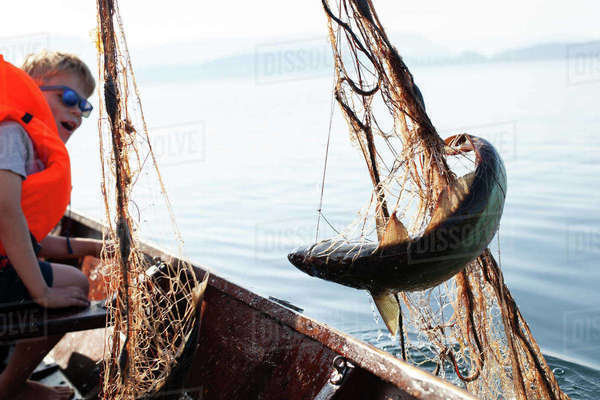 Boy smiling at fish caught in fishing net - Royalty-free Stock Photo ...