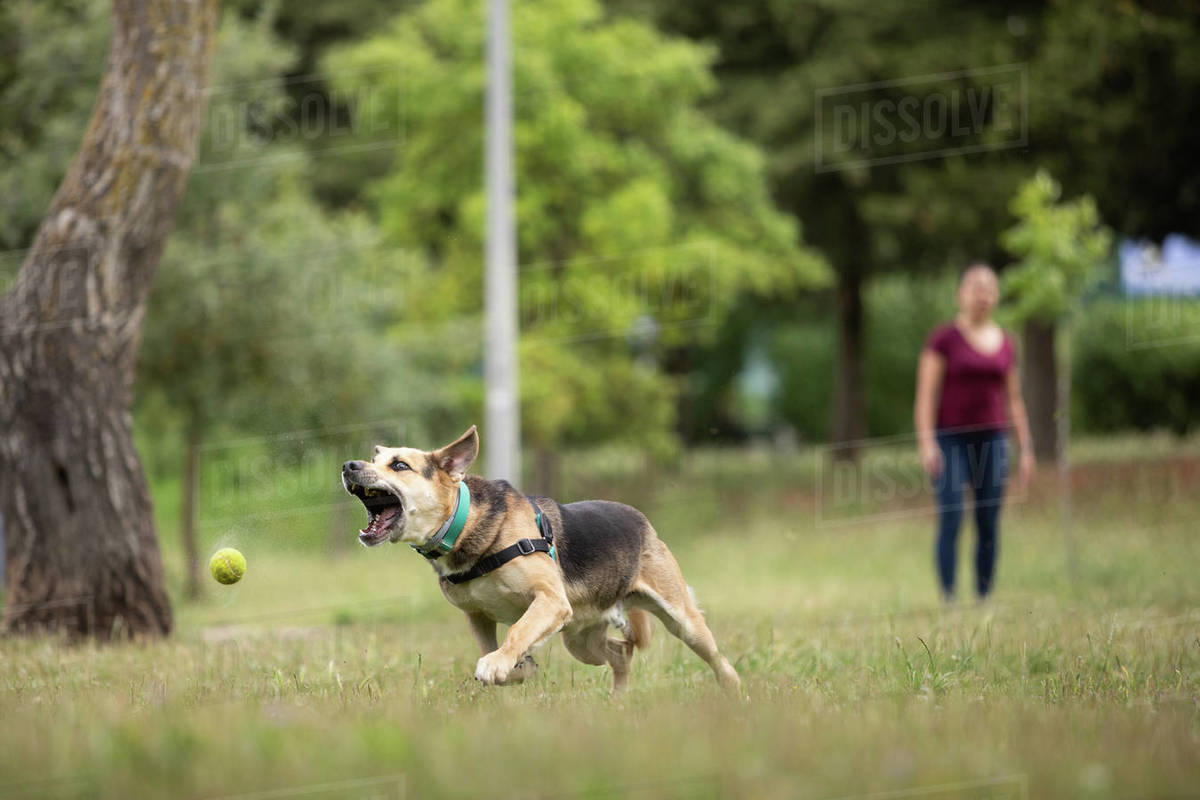 Dog running after tennis ball in a park, woman in the background ...