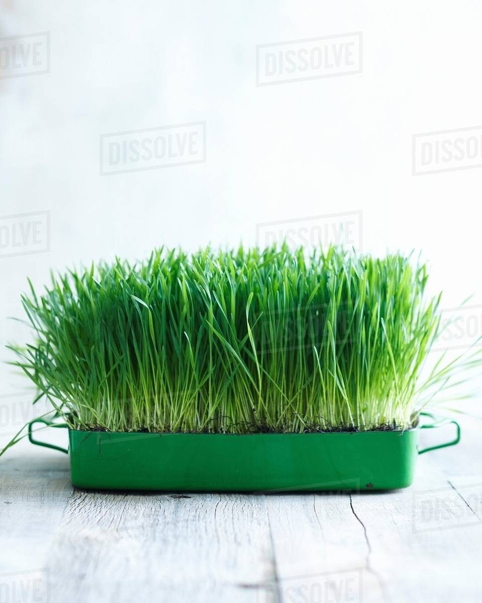 Wheatgrass growing in small container - Royalty-free Stock Photo | Dissolve