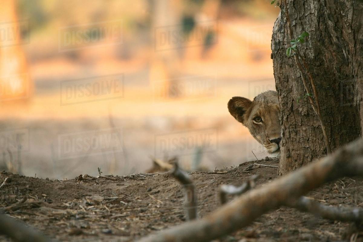 Lion Cub Panthera Leo Peeking From Behind A Tree Trunk Mana Pools National Park Zimbabwe