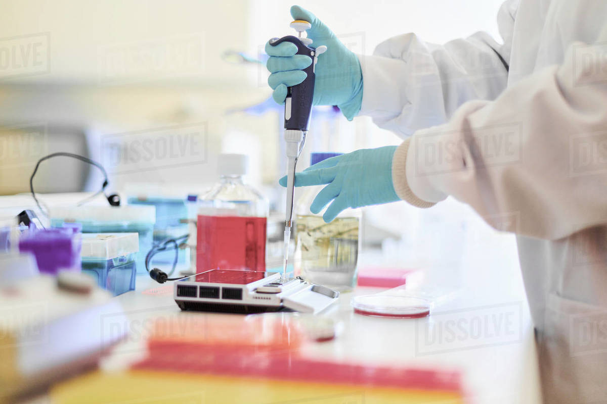 Labratory scientist extracting dna and biological material for testing ...