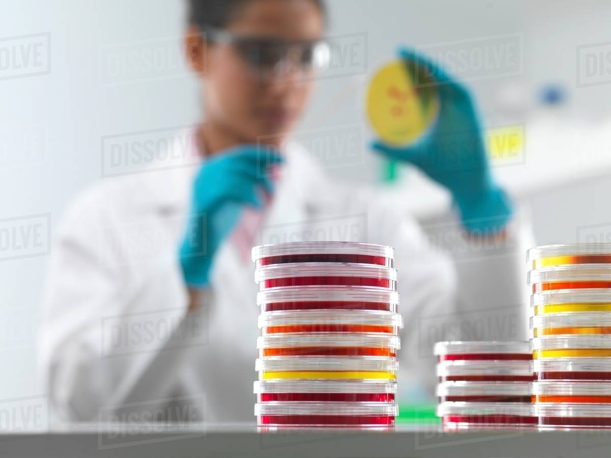 Female scientist examining microbiological cultures in petri dish in ...