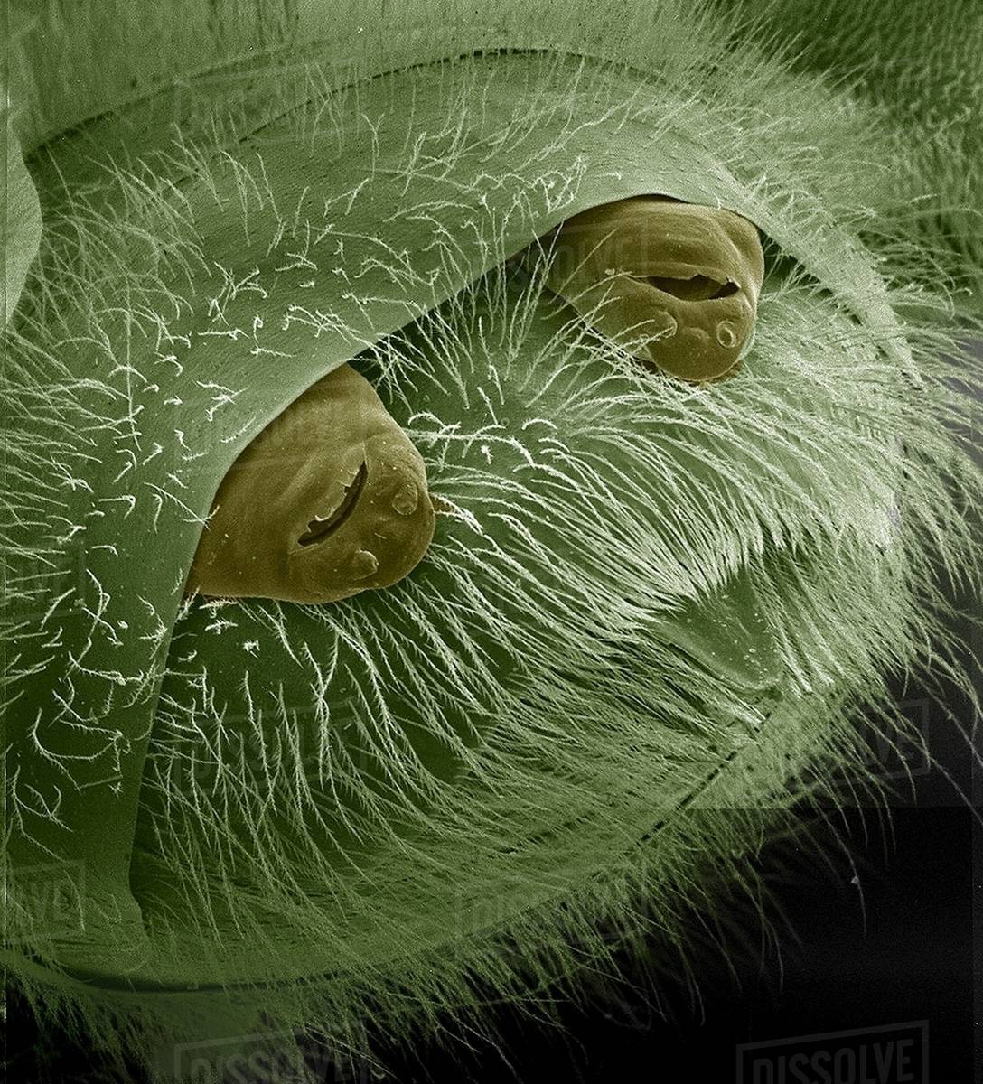 Female Strepsiptera protruding from the posterior end of their host, a ...