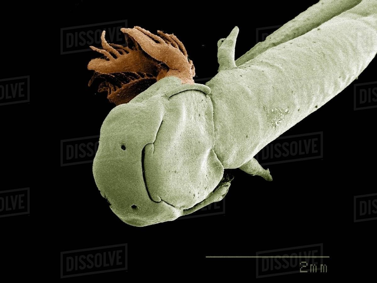Head of Salamander larva SEM - Royalty-free Stock Photo | Dissolve
