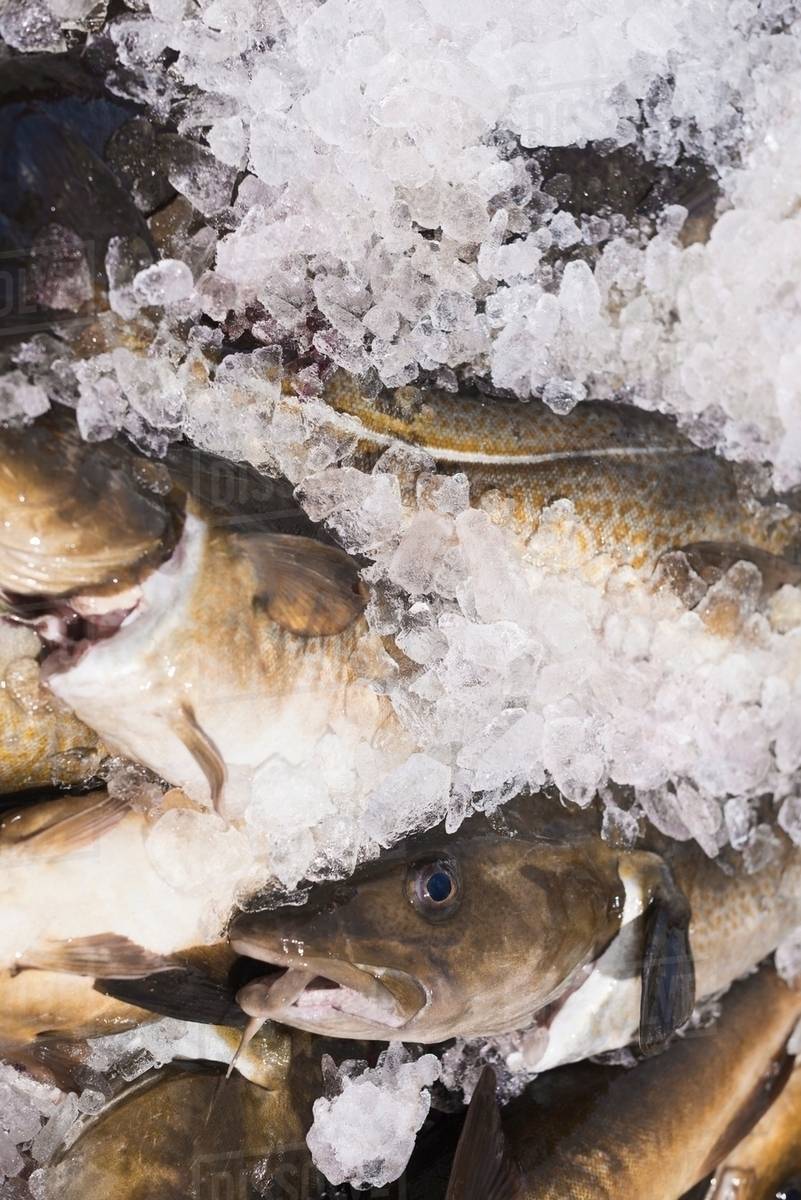 Fresh cod on ice - Stock Photo - Dissolve