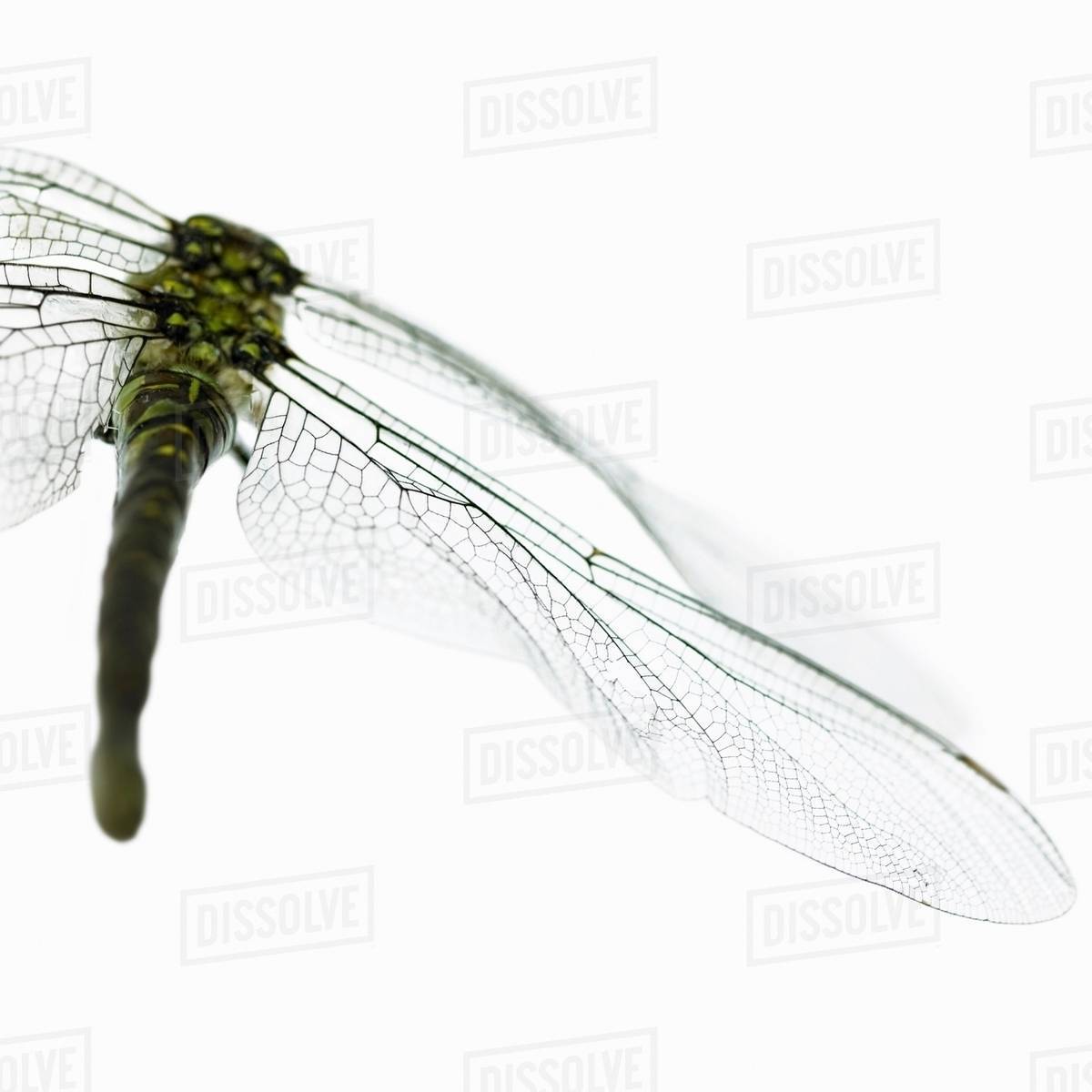 Close up of dragonfly wings - Royalty-free Stock Photo | Dissolve
