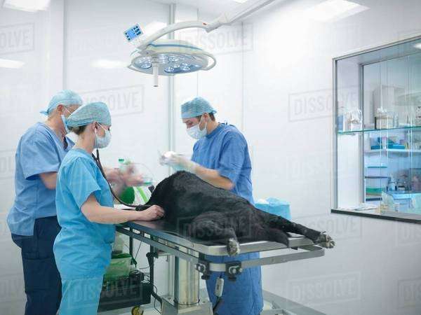 Vets wearing surgical scrubs in veterinary operating theatre, dog on ...