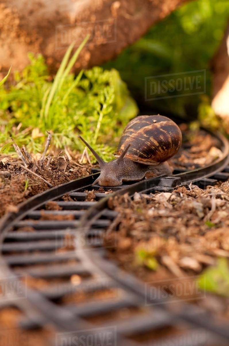 Snail moving along train tracks - Royalty-free Stock Photo | Dissolve