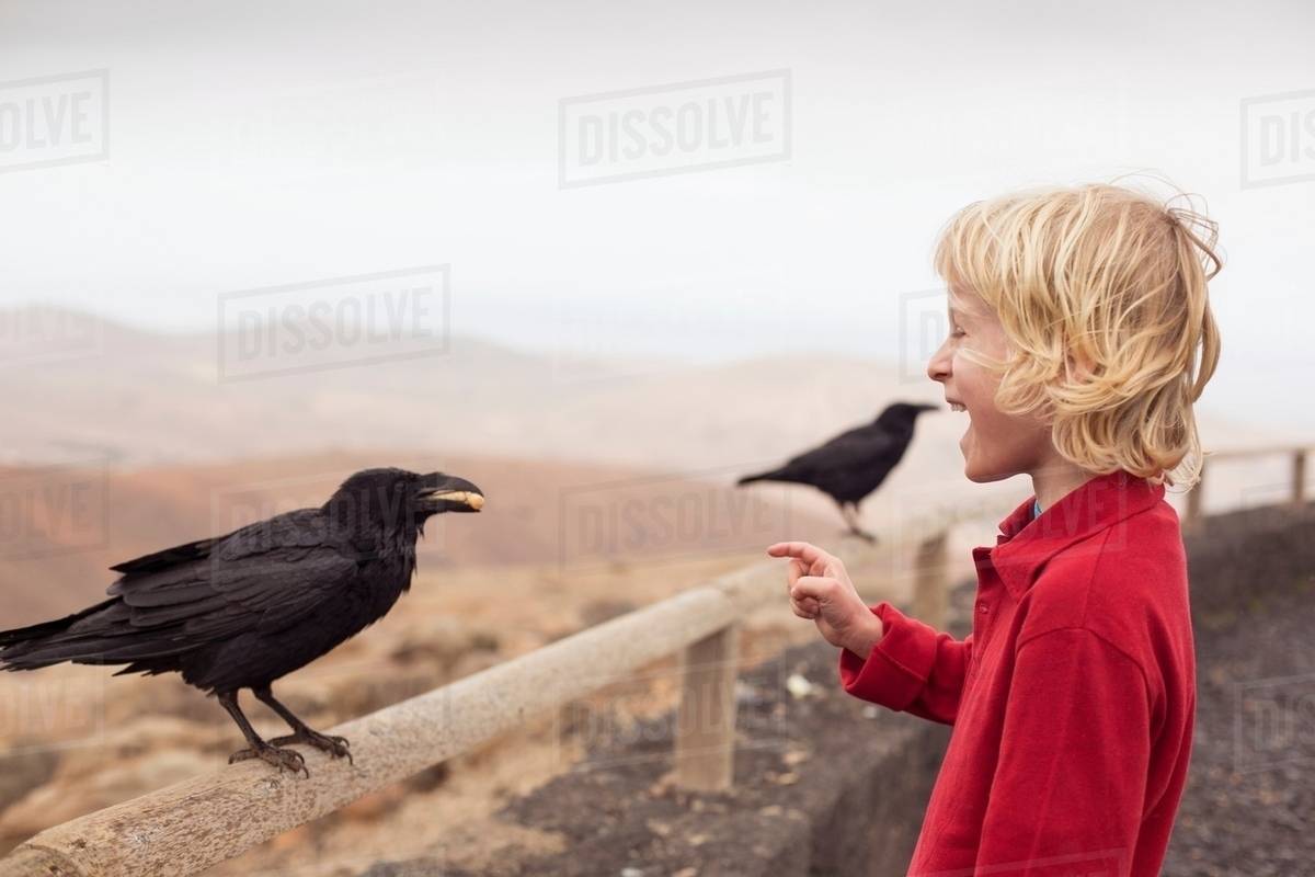 Boy feeding crow on fence - Stock Photo - Dissolve