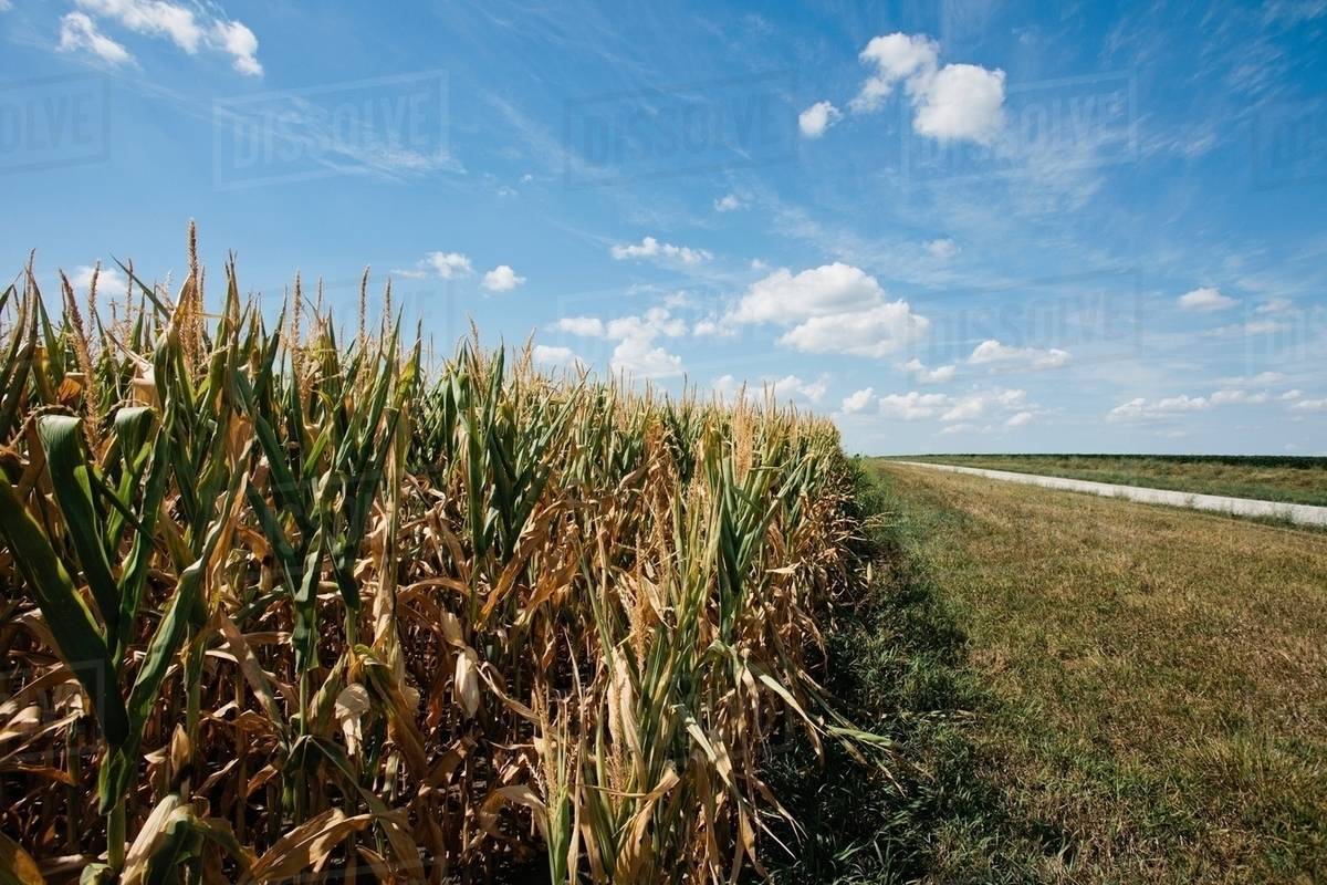 Corn field under blue sky - Royalty-free Stock Photo | Dissolve
