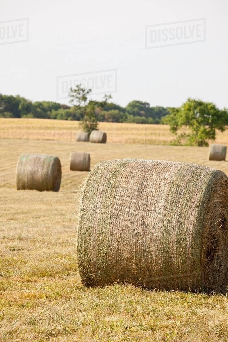 Hay bales in field - Royalty-free Stock Photo | Dissolve