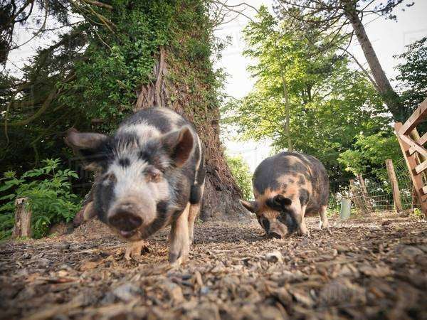 Rare breed pigs on farm - Stock Photo - Dissolve