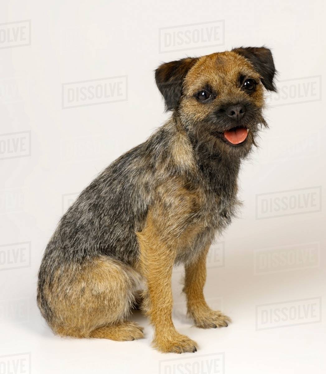 Bearded Terrier - Royalty-free Stock Photo | Dissolve