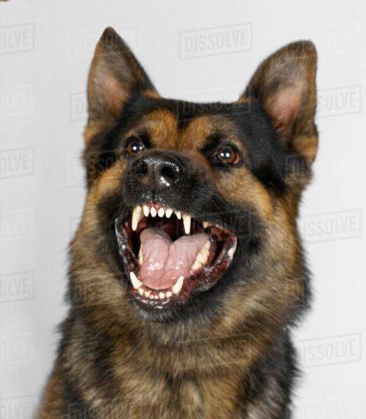 German Shepherd snarling - Royalty-free Stock Photo | Dissolve