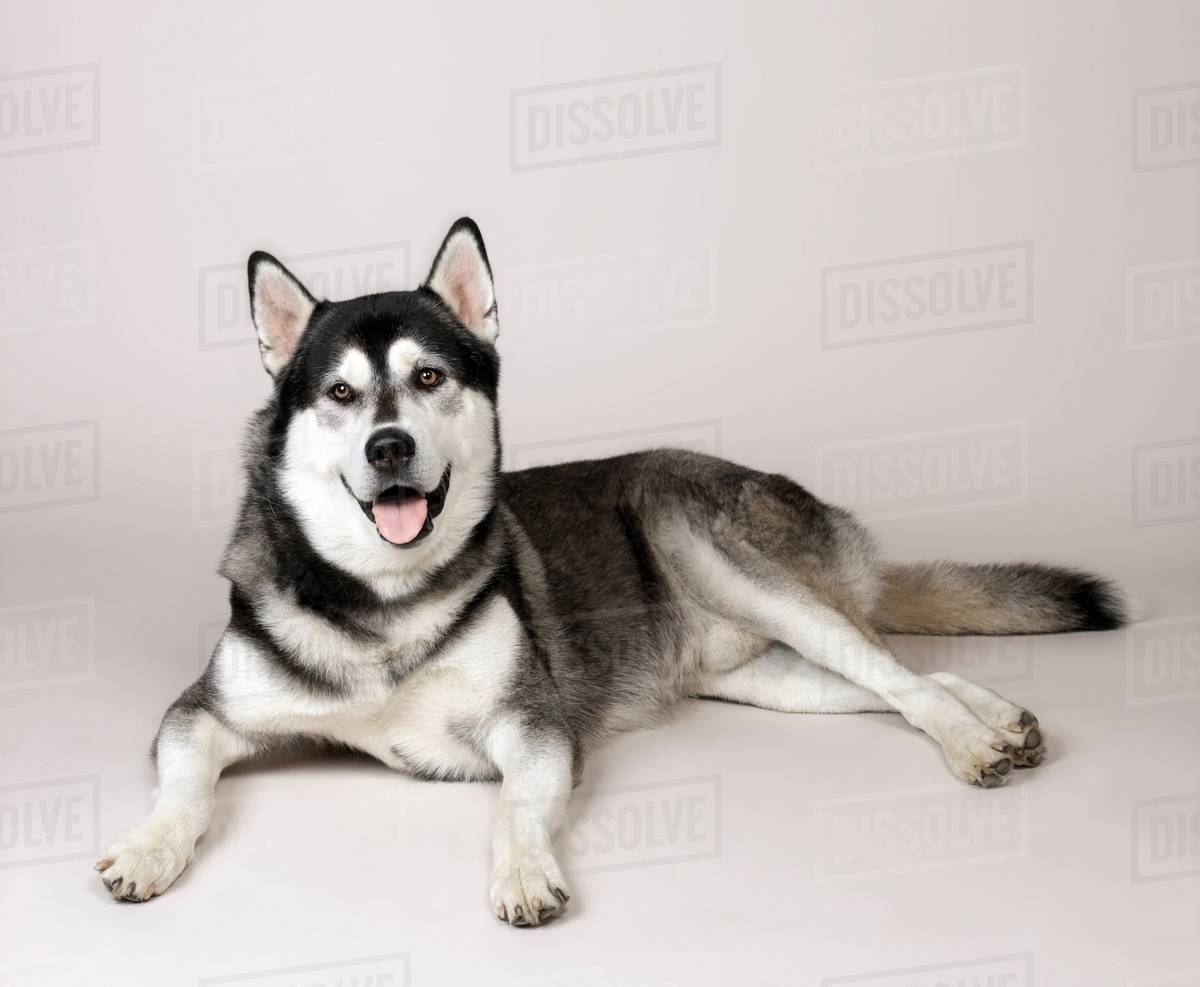 Husky relaxed - Stock Photo - Dissolve