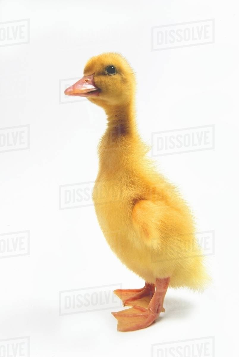 Side view of duckling - Royalty-free Stock Photo | Dissolve