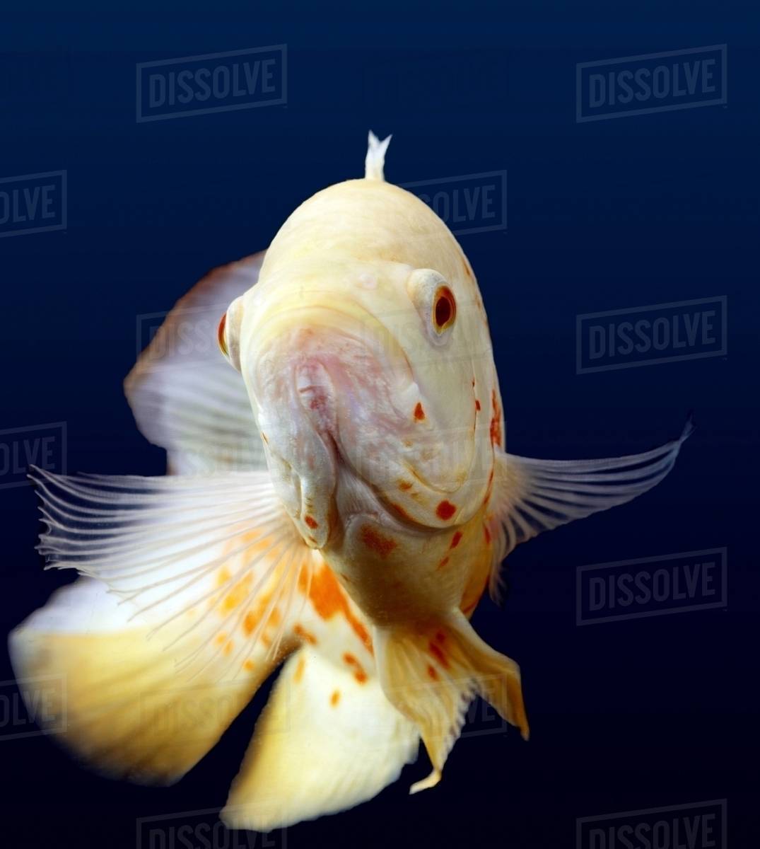 White Oscar Fish - Royalty-free Stock Photo | Dissolve