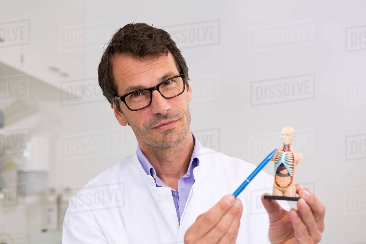 Male scientist holding up miniature anatomical model - Royalty-free ...